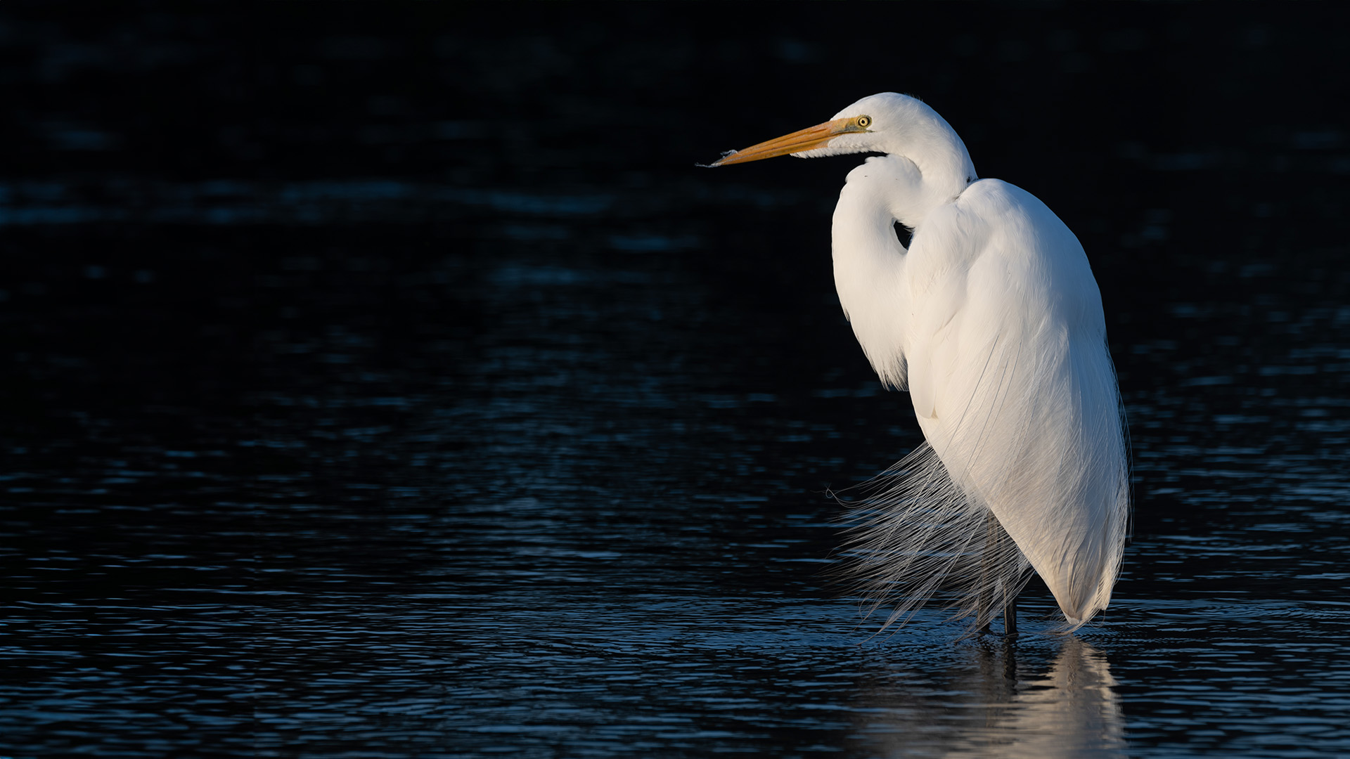 Main Home - Cestia Wealth Management